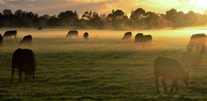 Smart Livestock Tracking Powered by Satellite IoT - Astrocast Smart Livestock Tracking Powered by Satellite IoT - Astrocast